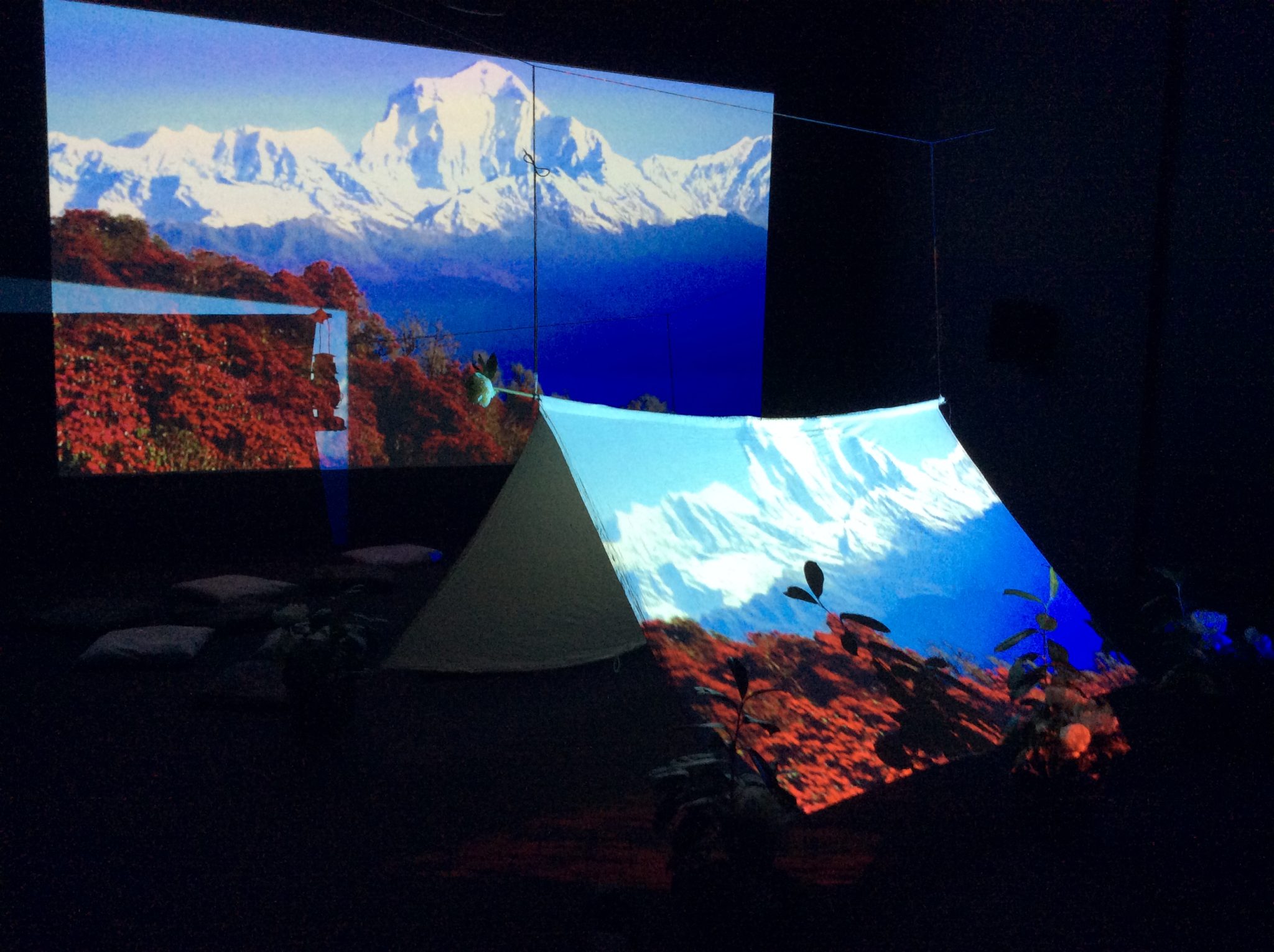 BOTANICAL SPECIMENS - CAST | Cornwall